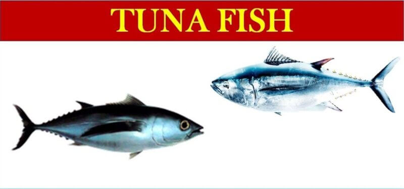 Marathi Name Of Tuna Fish Why Google Showing Wrong Marathi Name Of Tuna ...