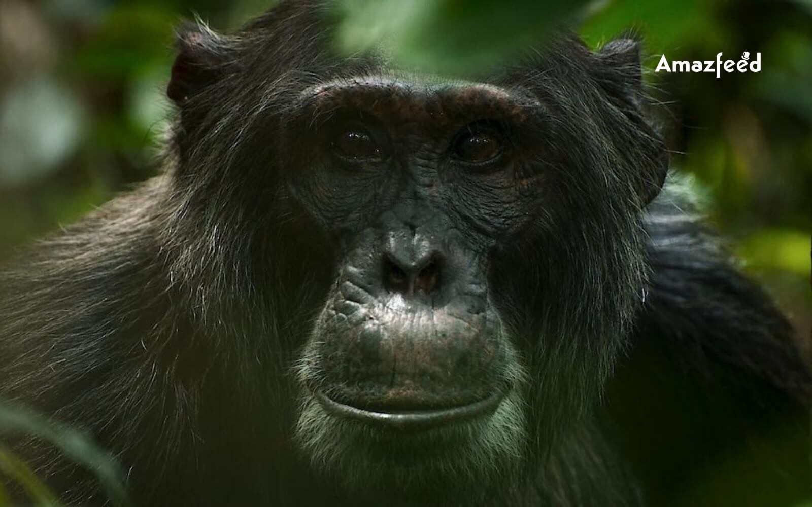 Chimp Empire Season 2 Release Date, Spoiler, Recap, Trailer, Where To ...