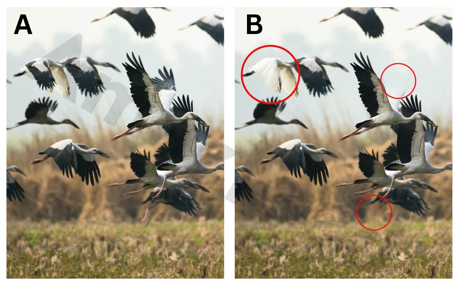 Optical Illusion: Find The Three Differences In This Bird The ...
