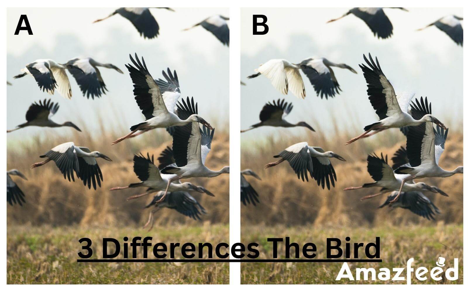 Optical Illusion: Find The Three Differences In This Bird The ...