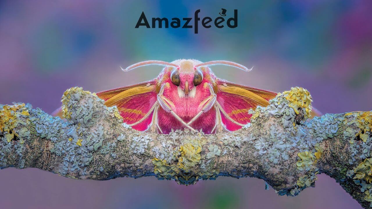 A real bugs life Season 2 Release Date, Star Cast, Plot, Trailer, And ...